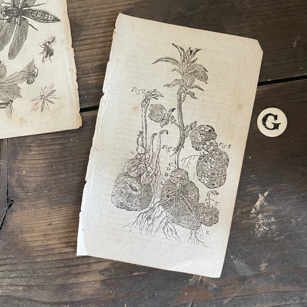 Antique Book Plates – No.4 Vintage