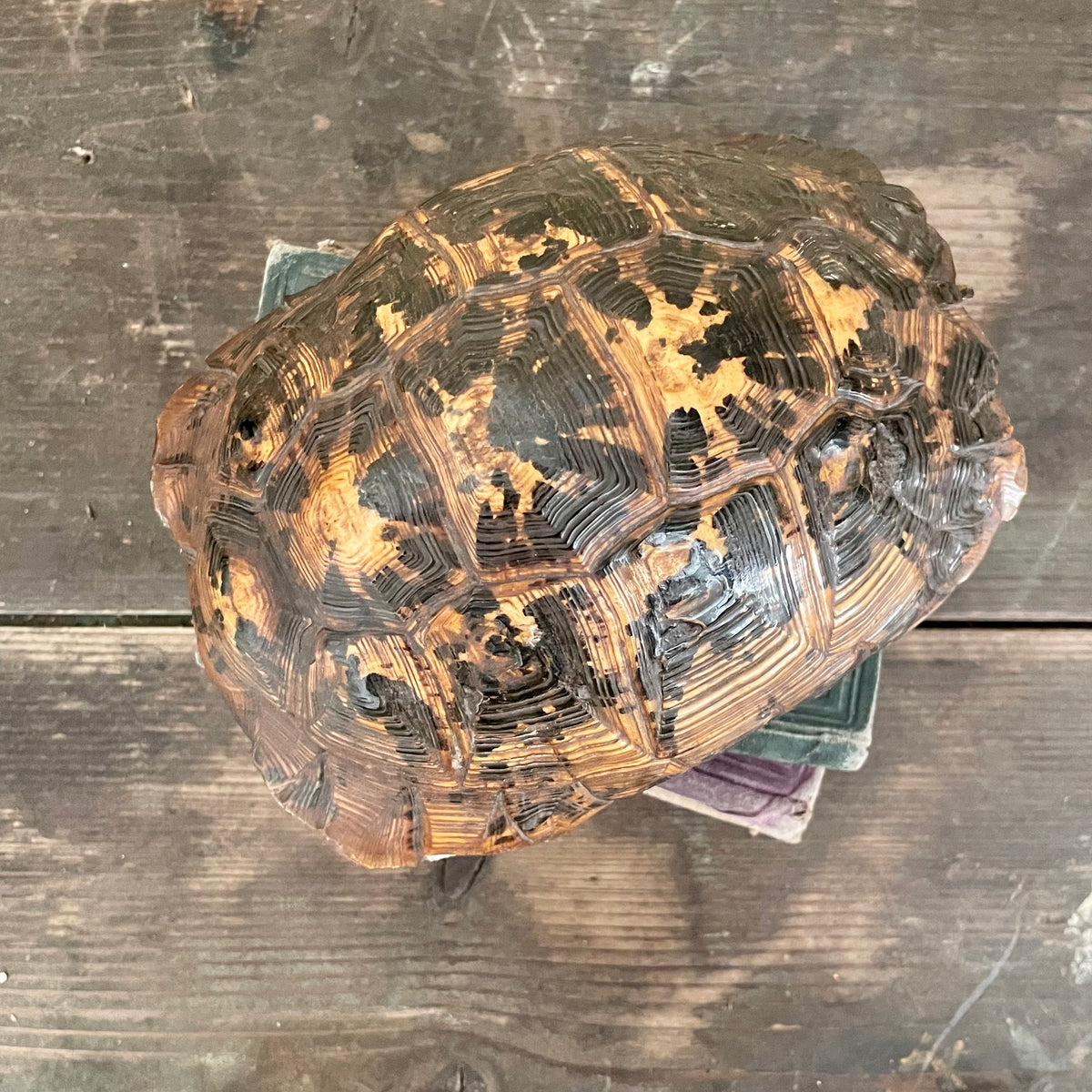 Antique Unusual Tortoise Shell Taxidermy – No.4 Vintage
